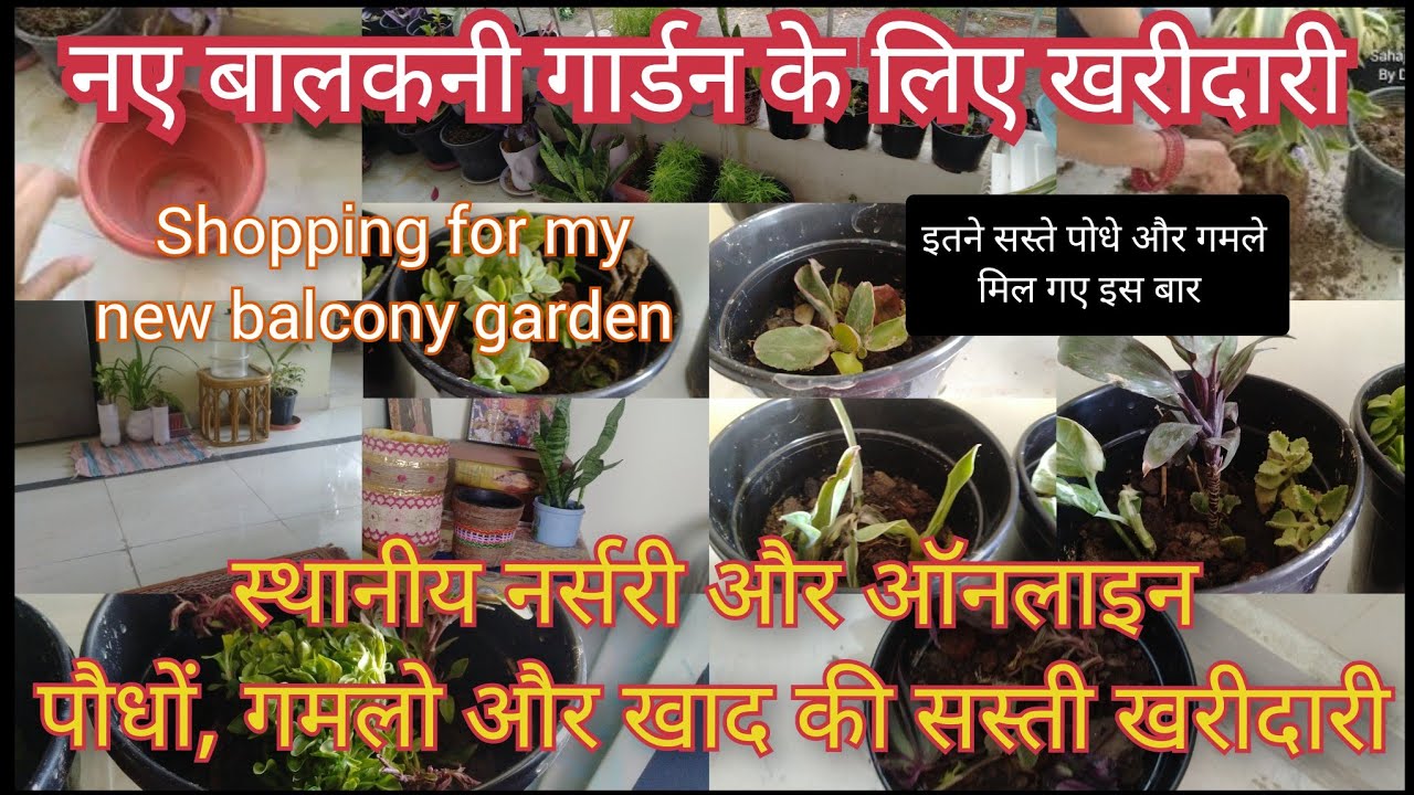 Shopping for garden/Nursery se podhe lakar kya savdhani rakho/Care of ...