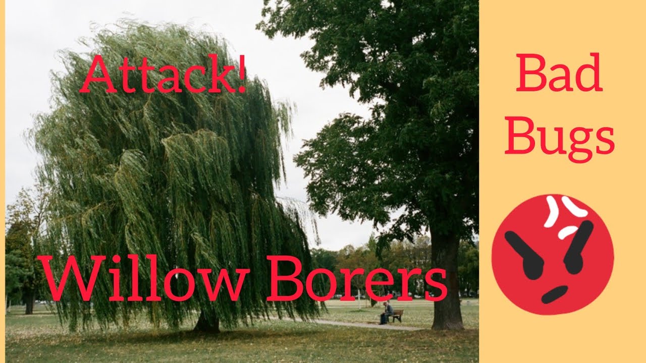 How to Manage Willow Borer - YouTube