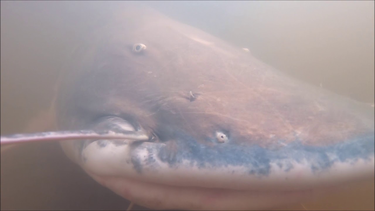 180lb Piraiba Catfish - The GREATEST Fish - YouTube
