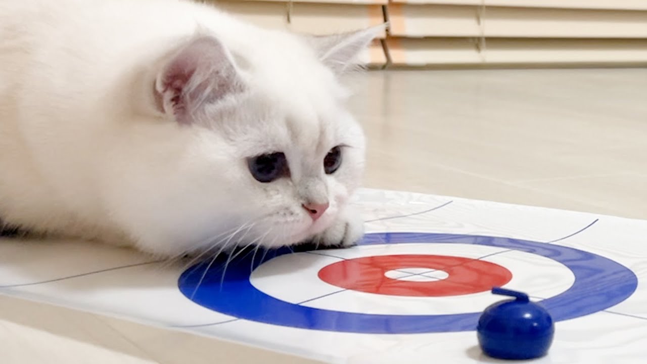 After curling with a cat, this is what happened ... - YouTube