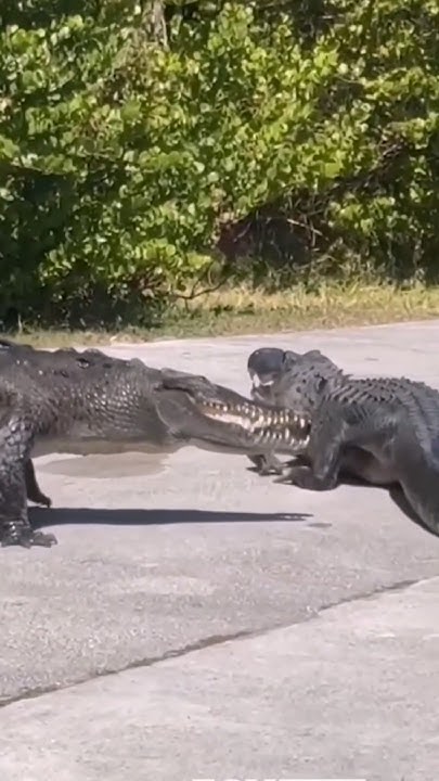 Cocodrilo vs Caiman, Batalla territorial en florida 😯#foryou - YouTube