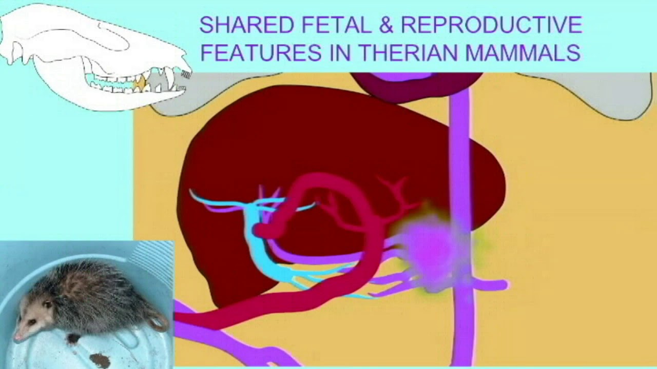 evolution of the female reproductive system 2 - YouTube