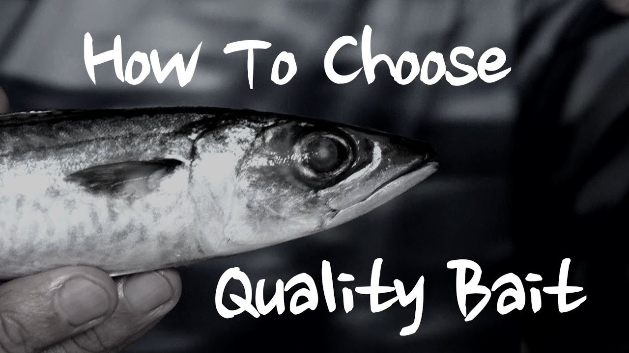 How to choose Quality Bait - YouTube
