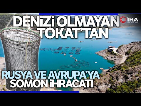 Tokat’ta Üretilen Somon Balıkları Rusya ve Avrupa’ya İhraç Ediliyor