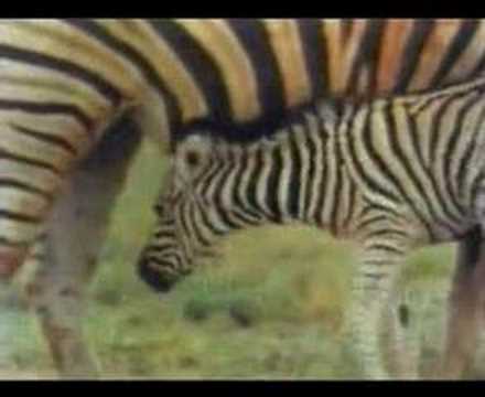 Zebra'nın Fedakarlığı