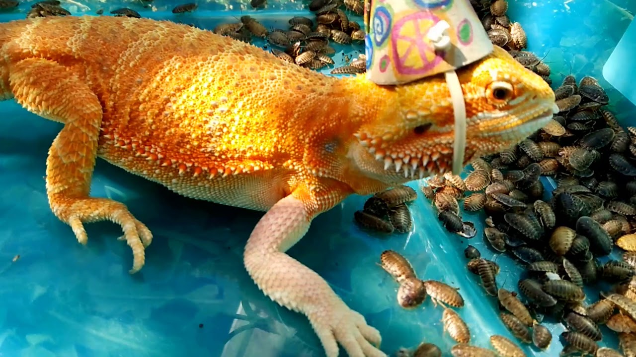 Celebrating Marmaduke's 5 month birthday! - YouTube