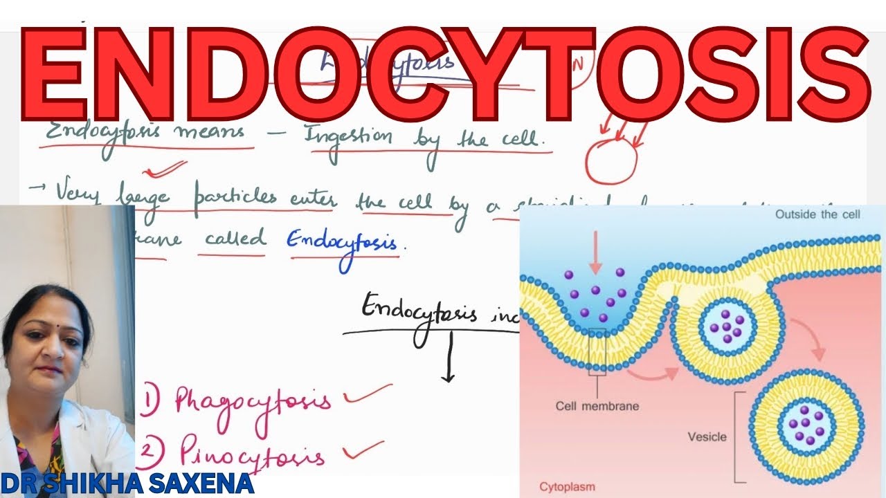 Endocytosis- Types- Phagocytosis, Pinocytosis; mechanism, clathrin ...