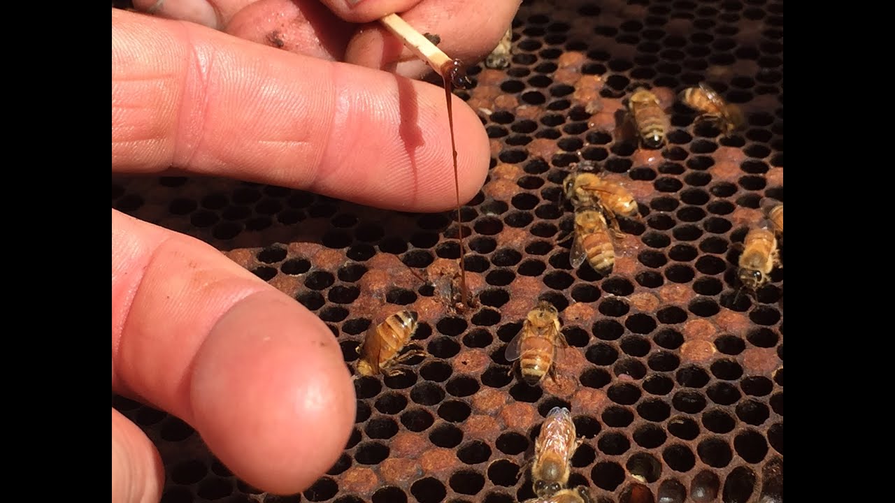 Bee brood diseases - YouTube