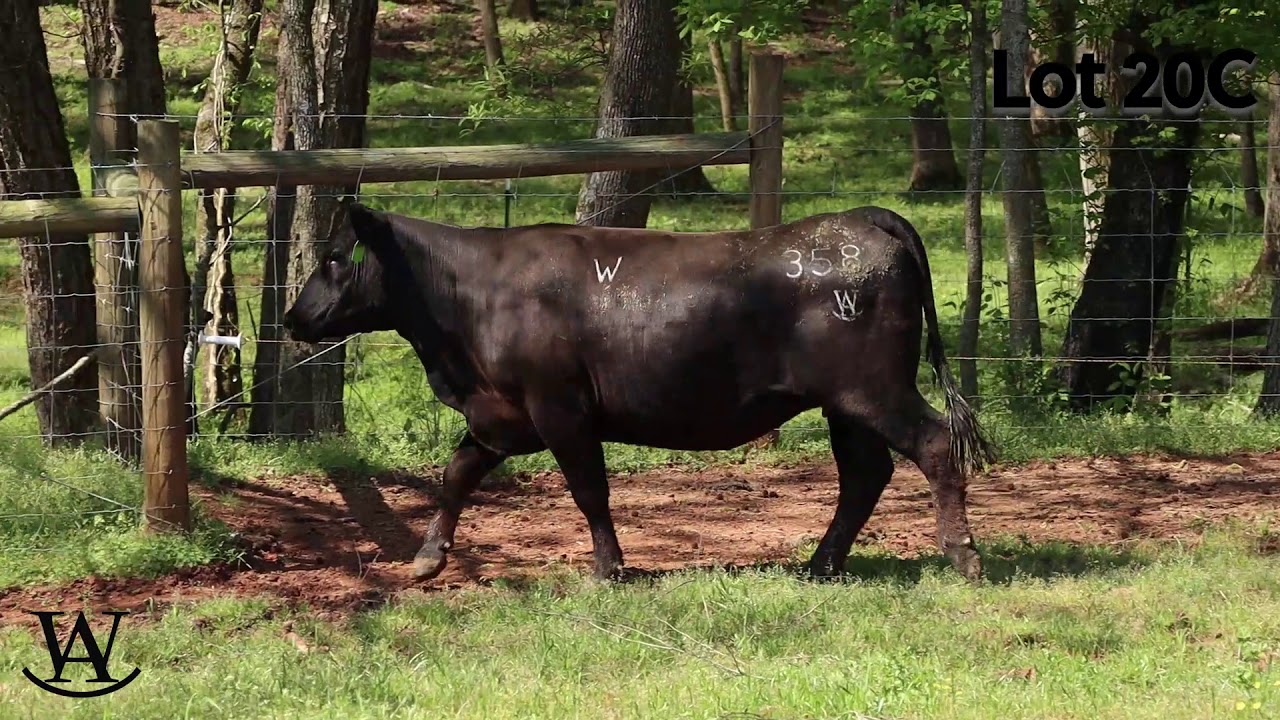 Rocking W Angus Lot 20C - YouTube