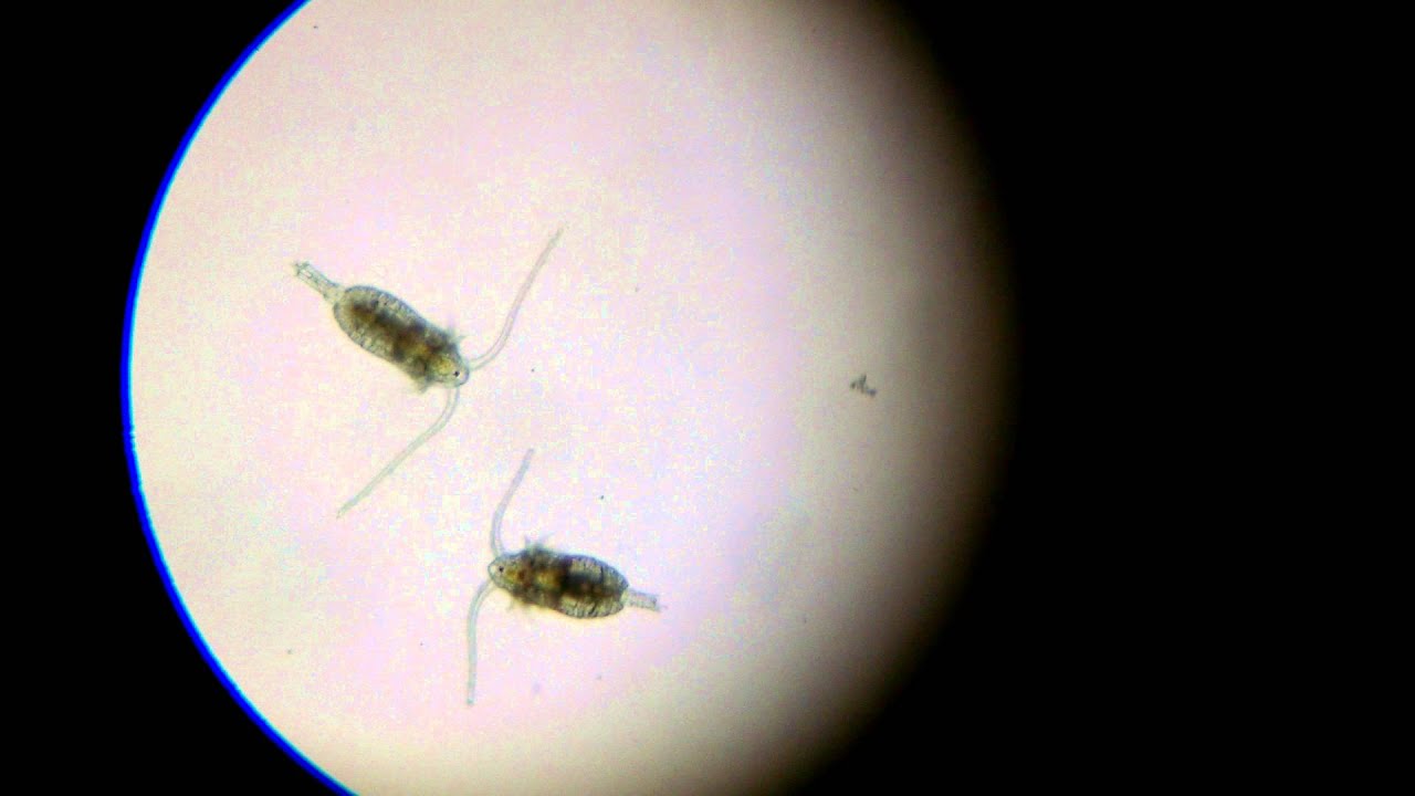 Parvocalanus Crassirostris culture #1 - YouTube