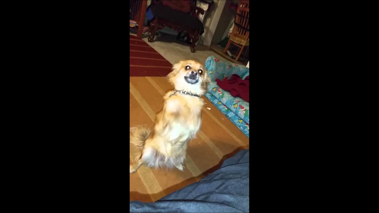 Dancing Puppy - YouTube