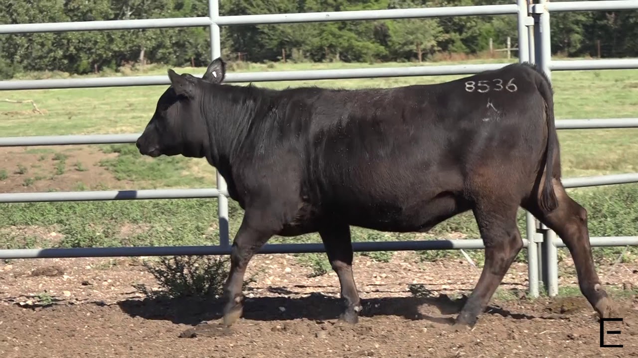 Kirkes Black Angus Ranch LOT 35 - YouTube