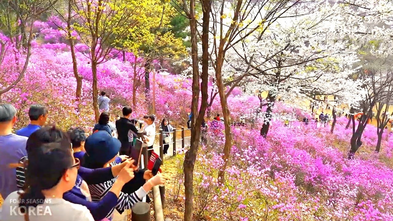 BUCHEON | 부천 원미산 진달래축제 (개나리, 벚꽃) | Bucheon Wonmisan Azalea Festival ...