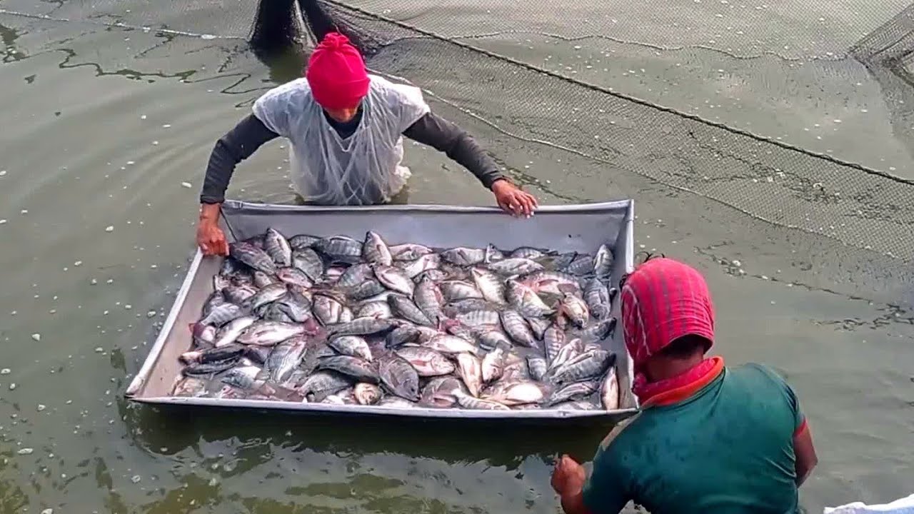 Most Satisfying Net Fishing - Indian Tilapia Fish Catching Techniques ...