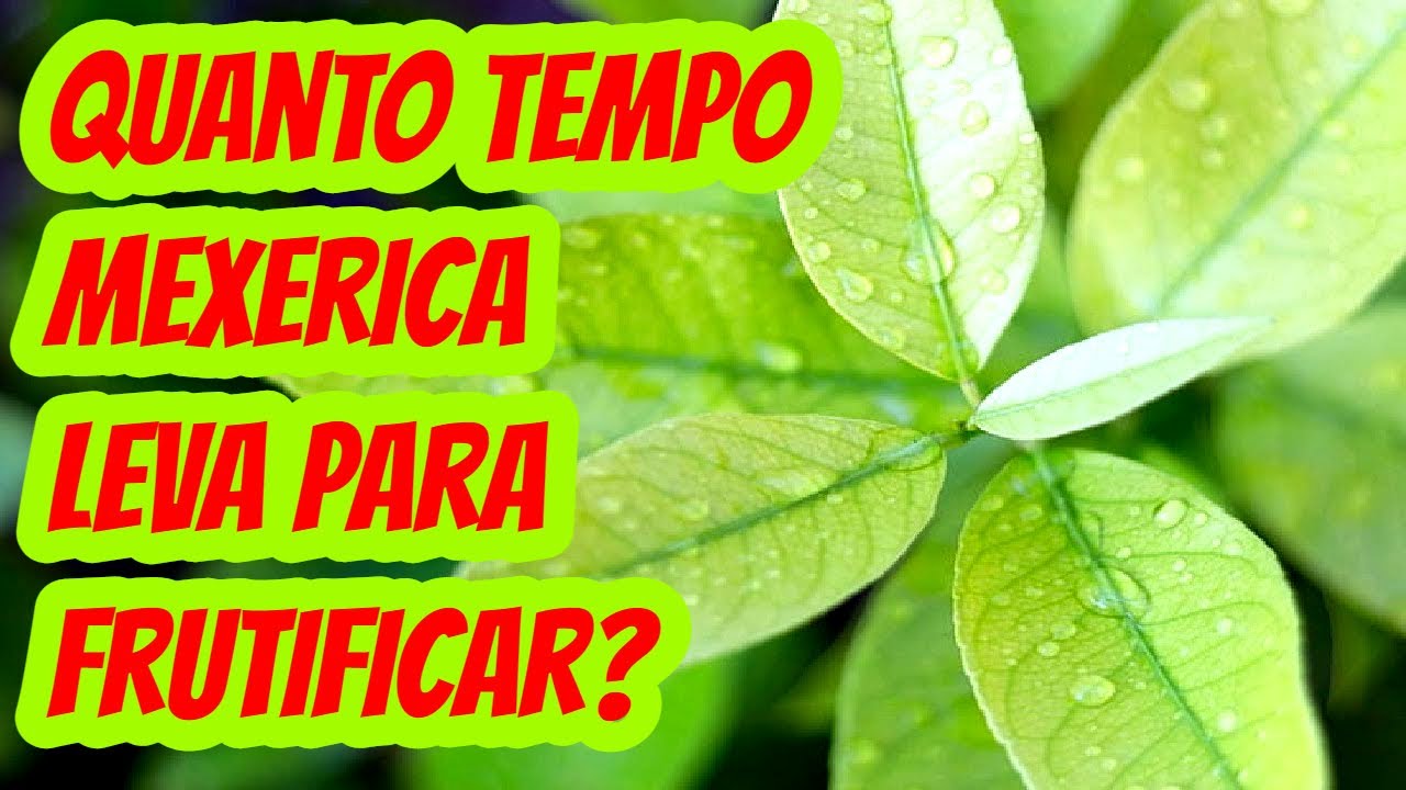 Quantos meses ou anos leva para um pé de Mexerica mexeriqueira ...