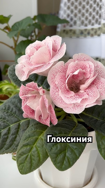 Глоксиния! Комнатный цветок - YouTube