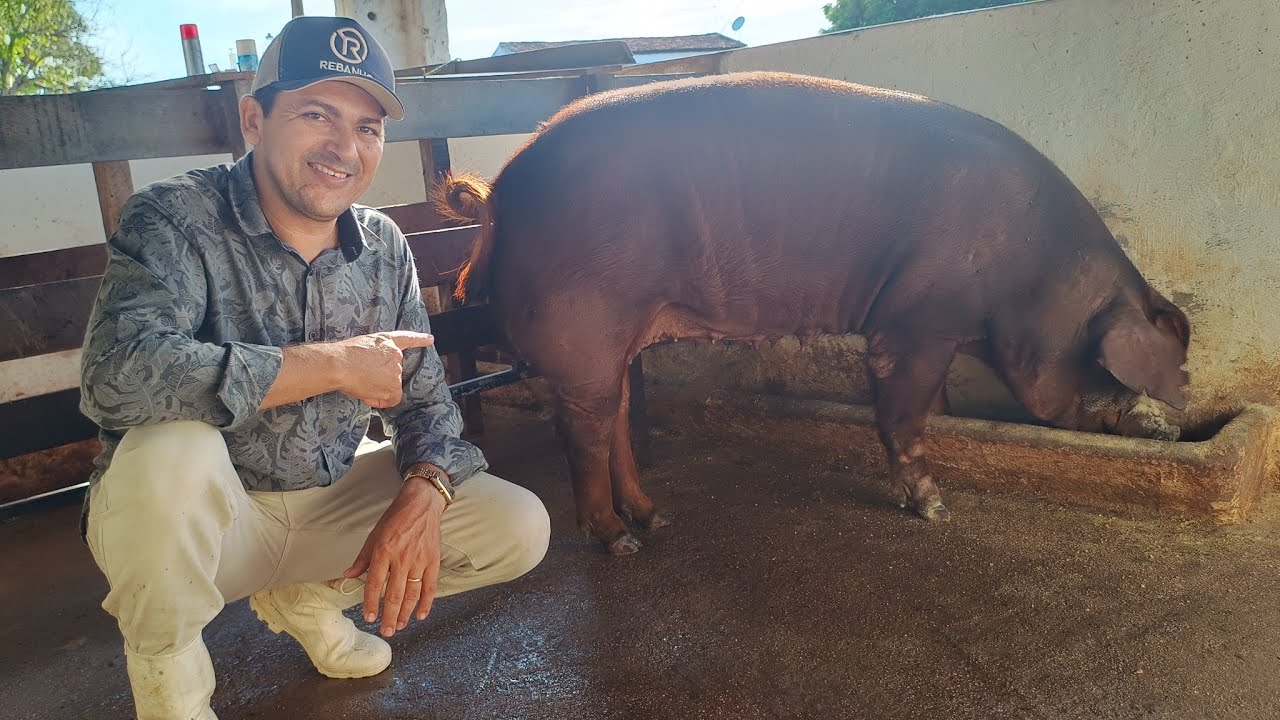 Aparar as presas do nosso suíno o reprodutor - YouTube