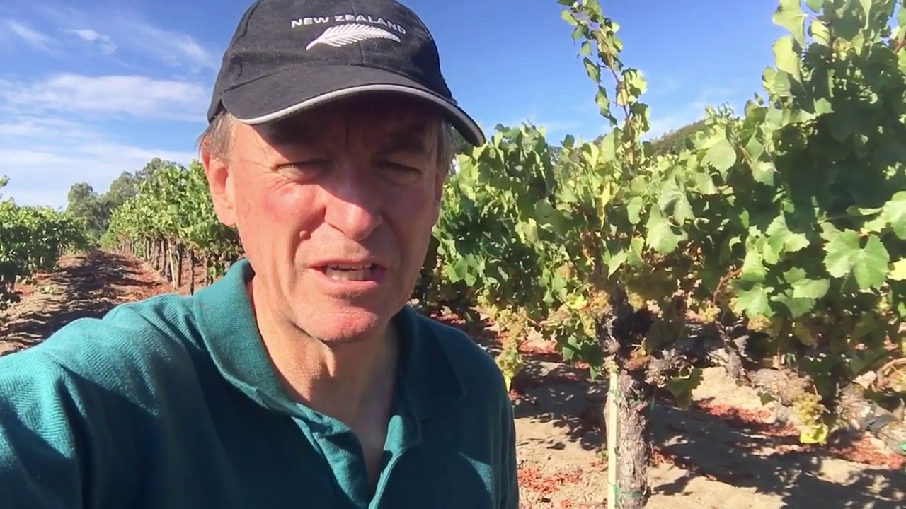 Singing Tree Reserve Dutton Ranch Russian River Chardonnay - YouTube