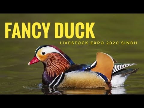 Sindh Livestock Expo 2020 Fancy Duck Farmer interview - YouTube