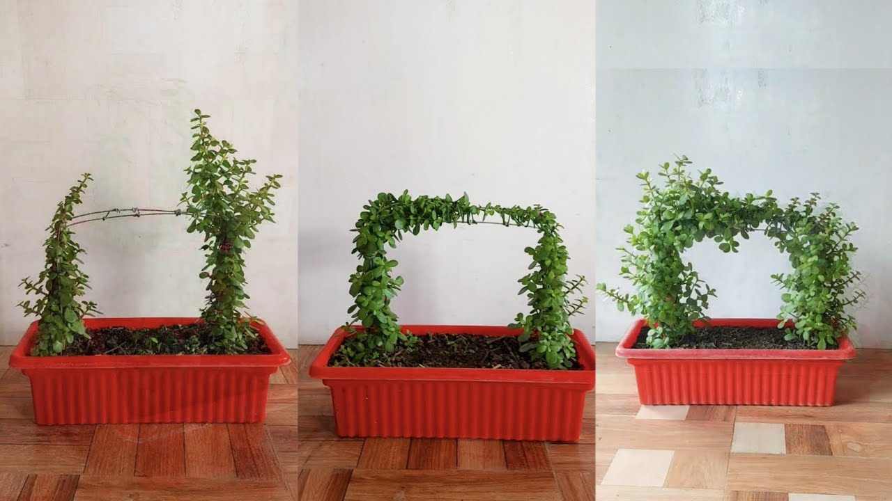 Jade Plant Topiary 101: My Journey of Shaping a Living Sculpture - YouTube