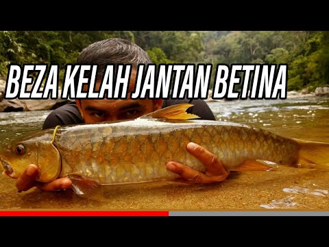 Kelah merah mahseer tor tambroides what is the different between male ...