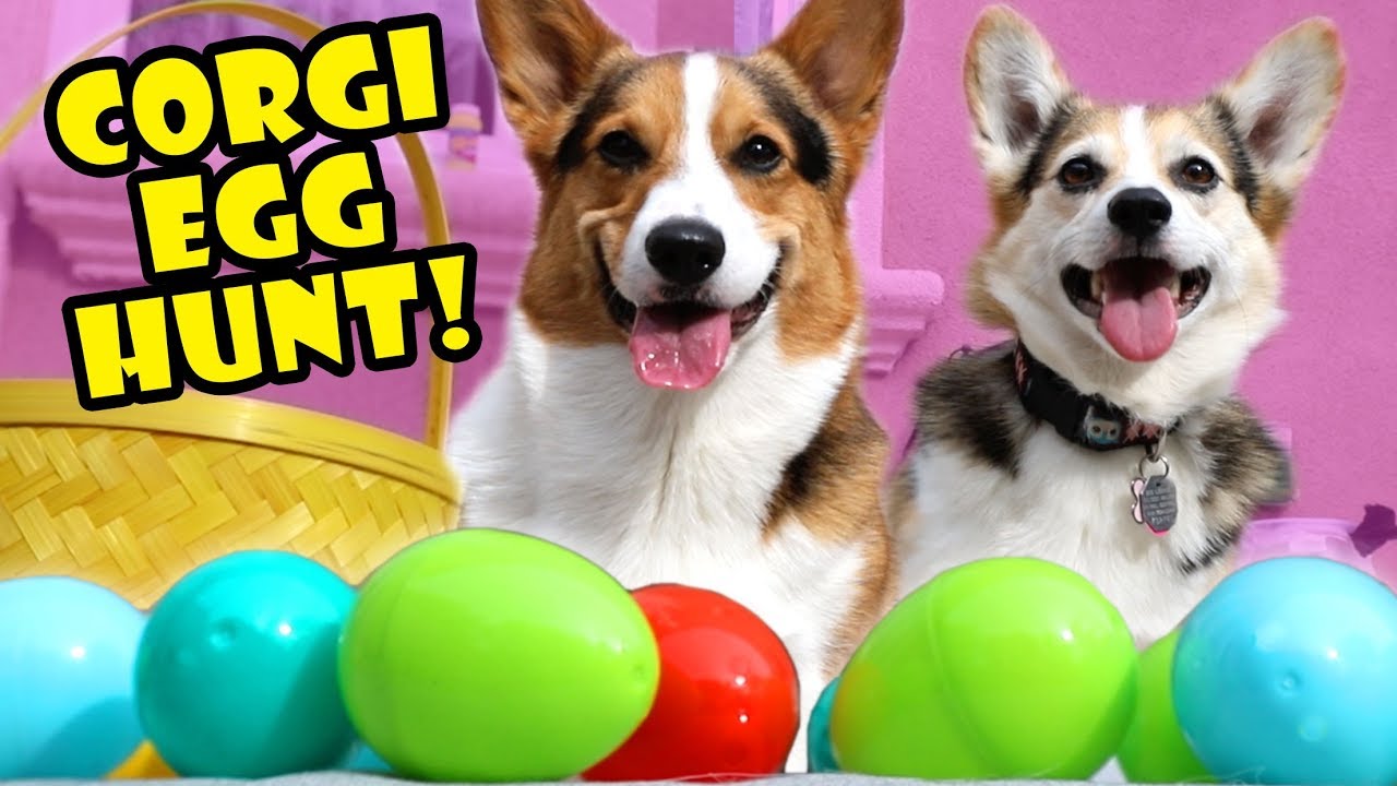Surprise Easter Egg Hunt with CORGIS Pt. 2 || Life After College: Ep ...