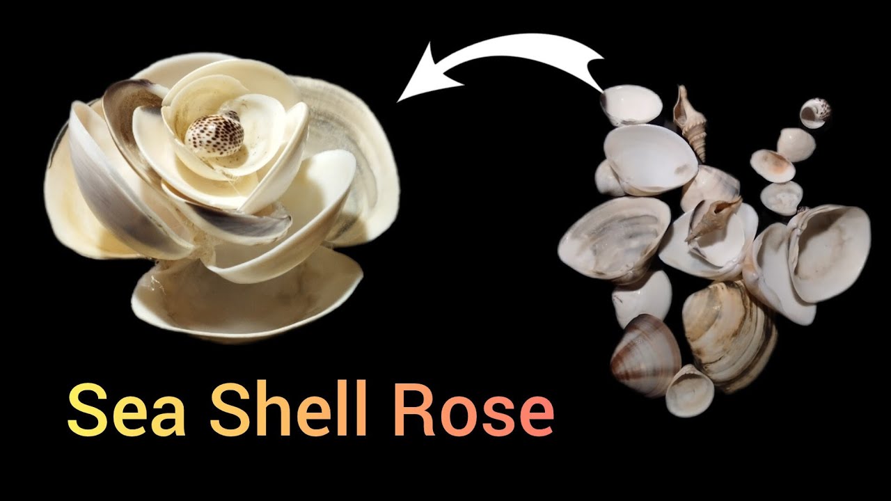 Sea Shell craft | Rose making using sea shells |Sea Shell Rose diy ...