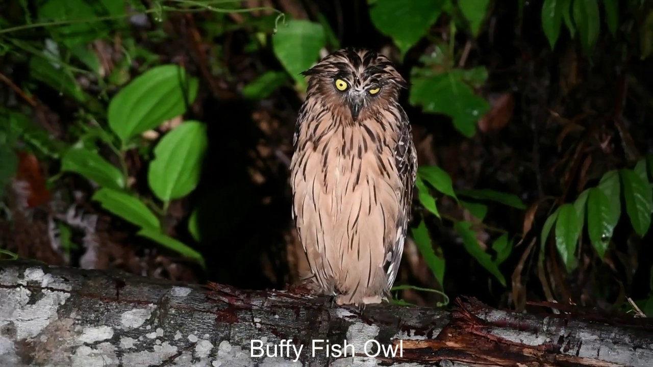 Owls in Borneo - Chouettes à Bornéo - YouTube