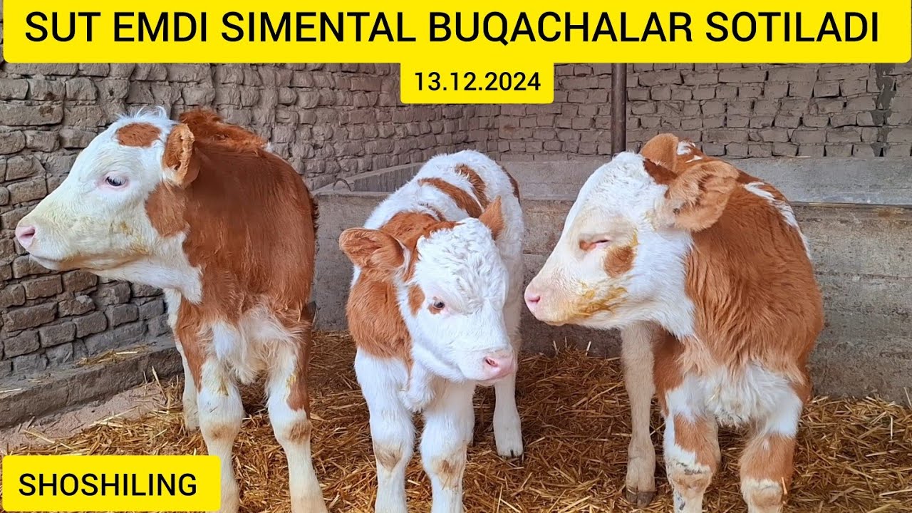 FERMANI SIMENTAL SUT EDI BUQACHALARI JUDA JUDA BAQVOTLARI SOTILADI ...