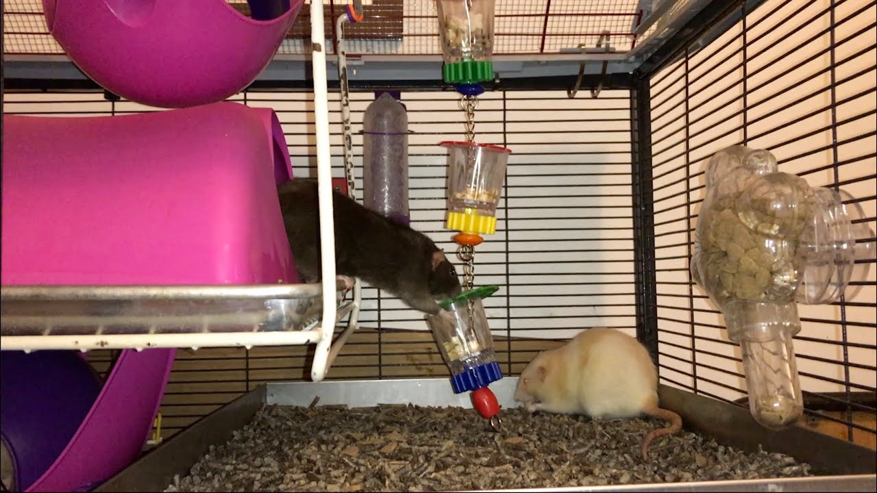 Rat Foraging Friday #13 (Foraging Bottom’S Up Bird Toy) - YouTube