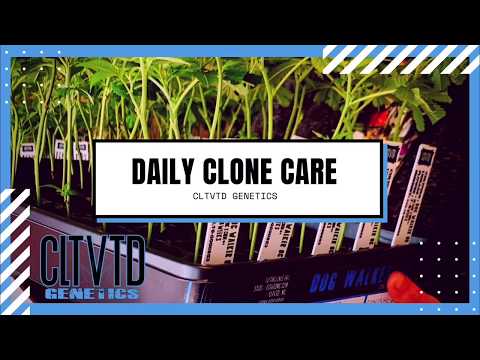 How To Water Outdoor Clones