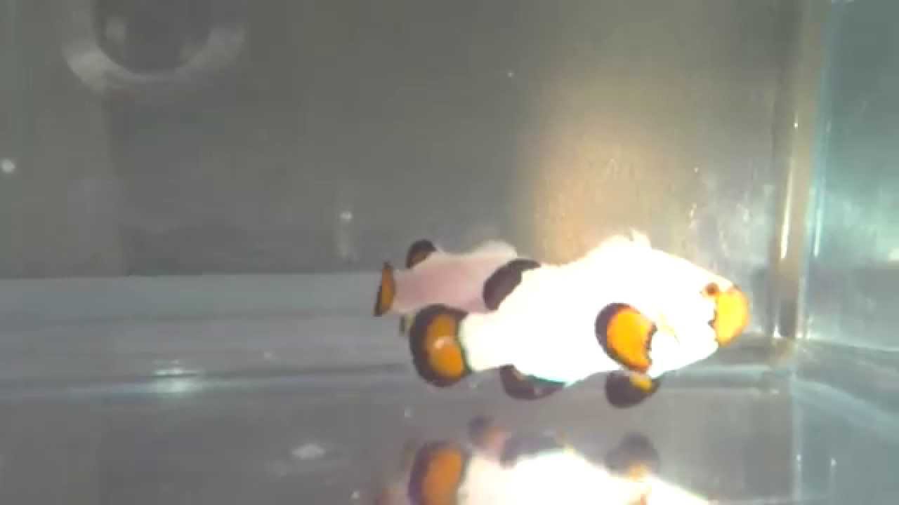 Amphiprion Flurry Frostbite Ocellaris Clown Fish - YouTube