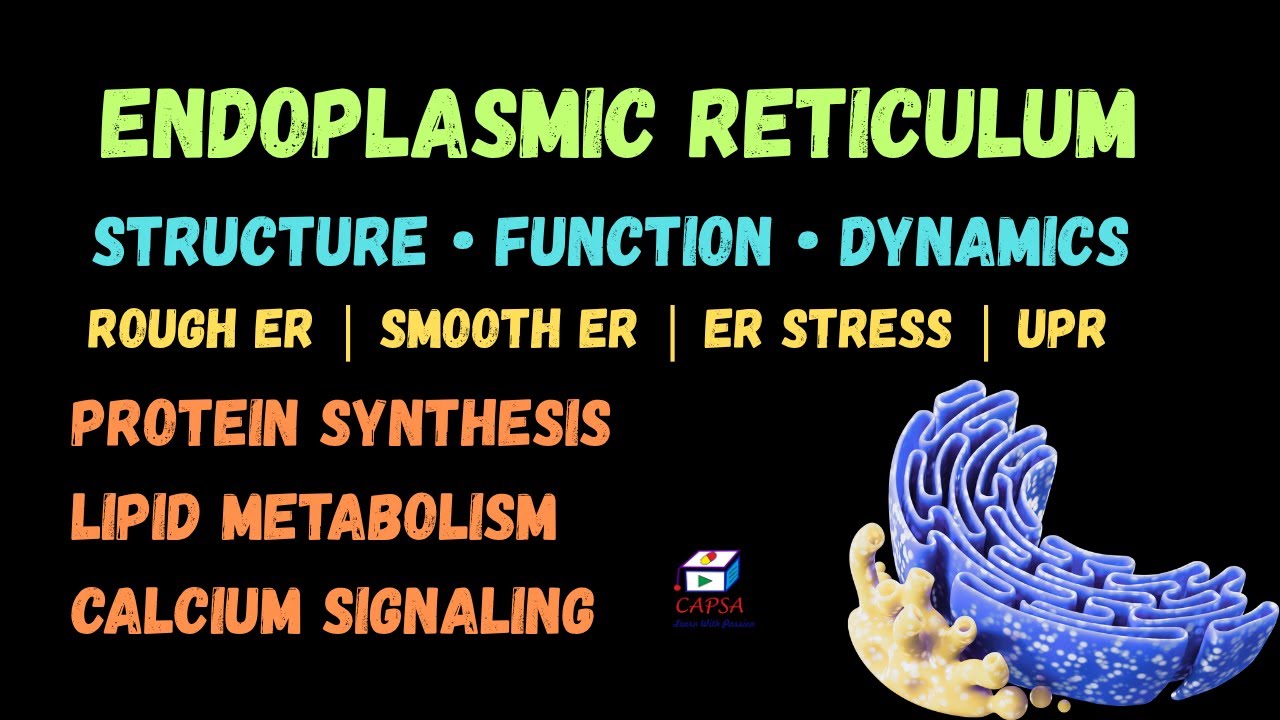 Endoplasmic Reticulum Structure Function Dynamics | ER Explained - YouTube