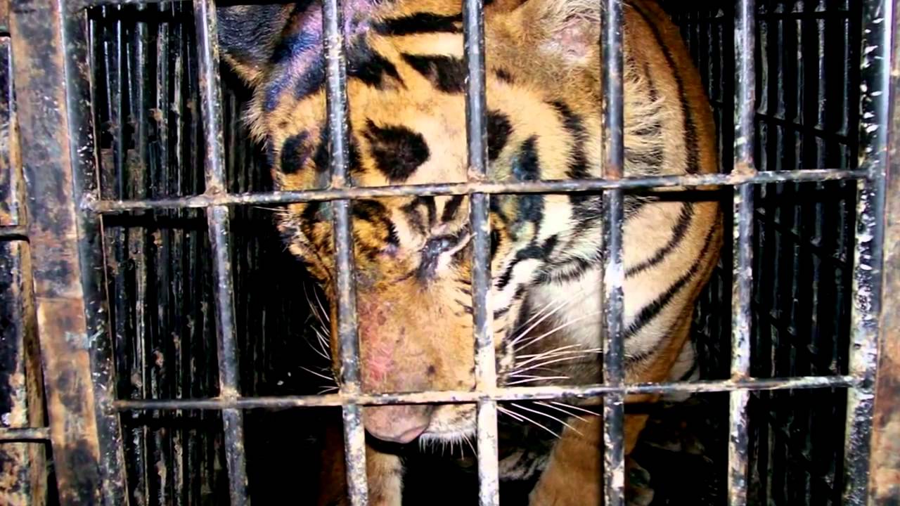 Tigers and Illegal Wildlife Trade | WWF-Singapore - YouTube