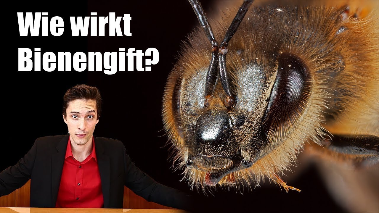 Honigbiene - So wirkt Bienengift - YouTube