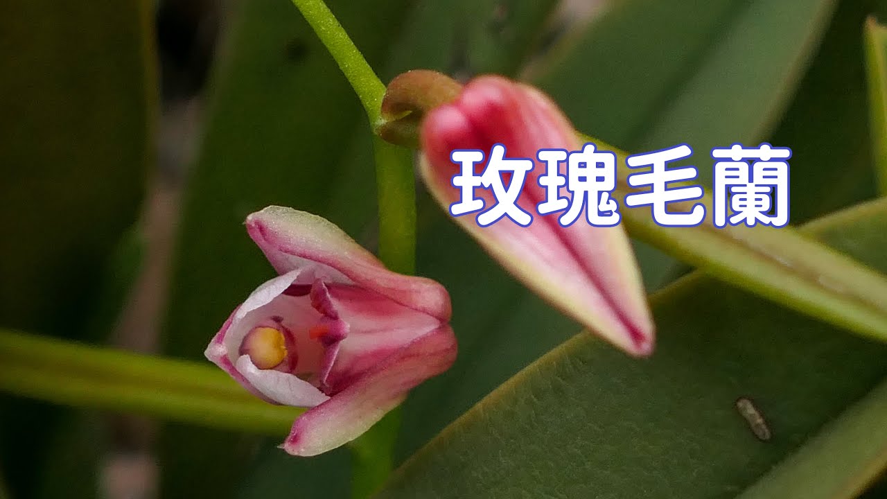 玫瑰毛蘭 (Rosy Eria)Cryptochilus roses/ Eria rosea草本，根莖直立，具節。假鱗莖大。新葉貝葉鞘，葉革質 ...