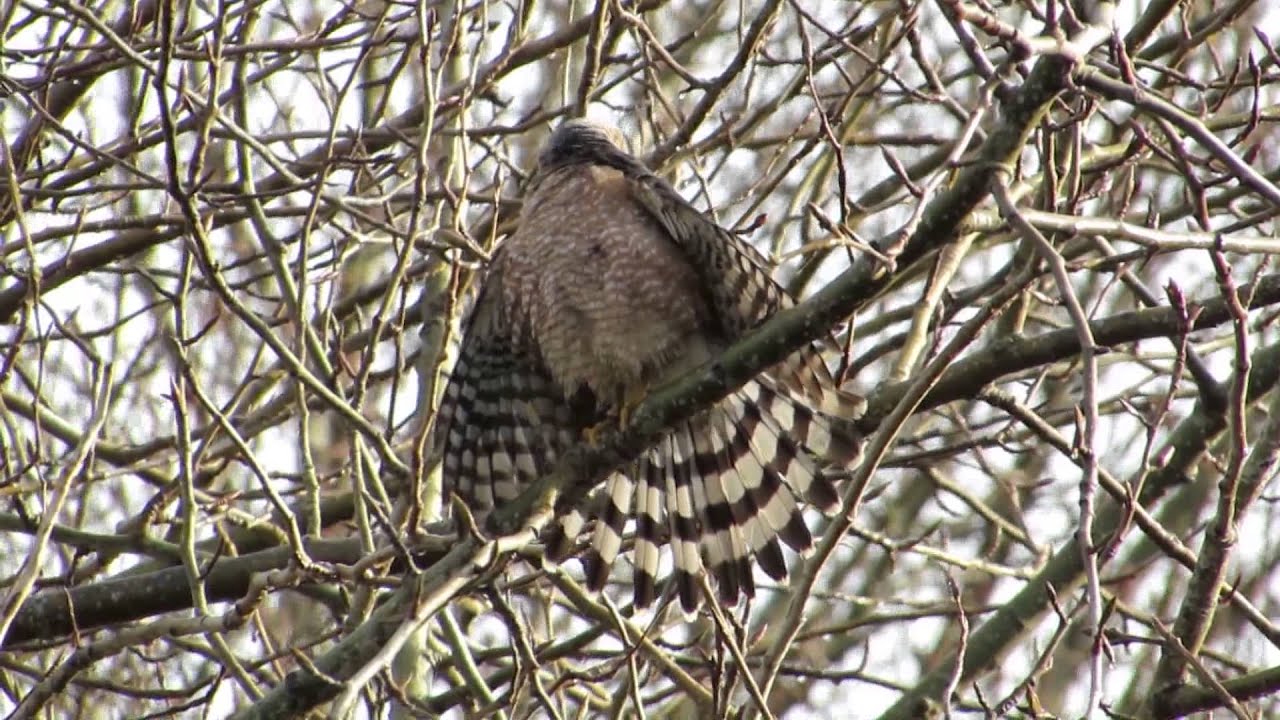 *A+ 01/01/14 RHM Adult Male Cooper's Hawk (Preening & Drying His Fanned ...