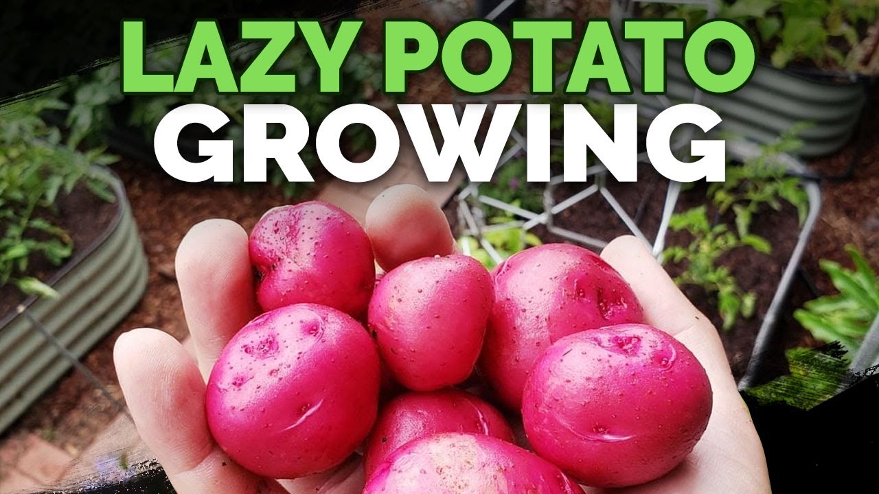 Growing Potatoes By IGNORING Them (EPIC HARVEST) - YouTube