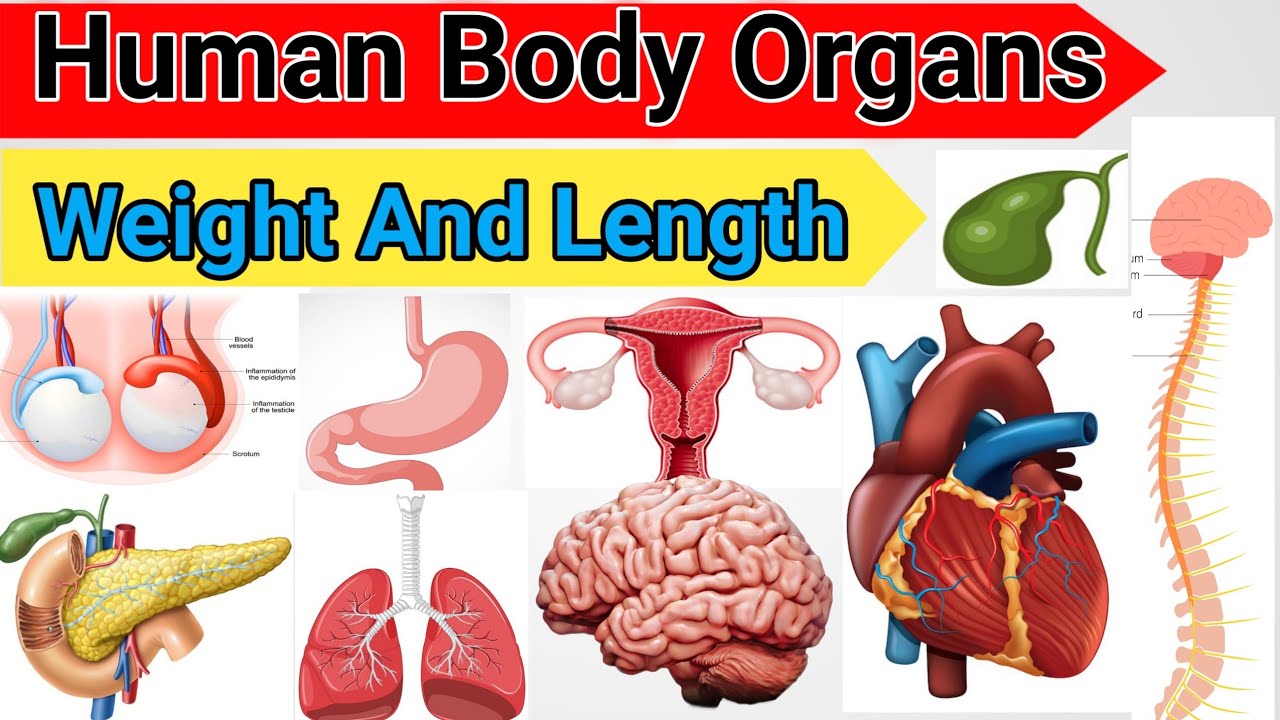 Human Body Organs Length & Weight // Human Organ Step by step learn ...