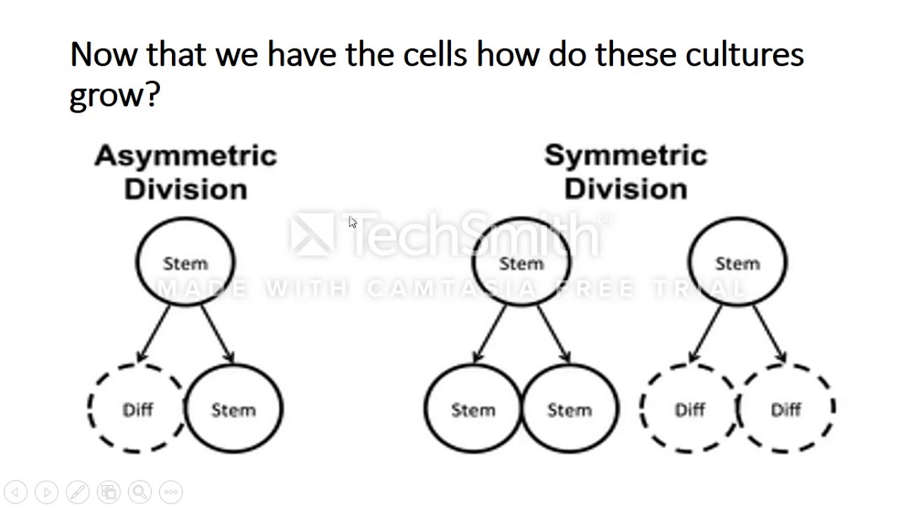 How to isolate a cell, Asymmetric stem cell division - YouTube