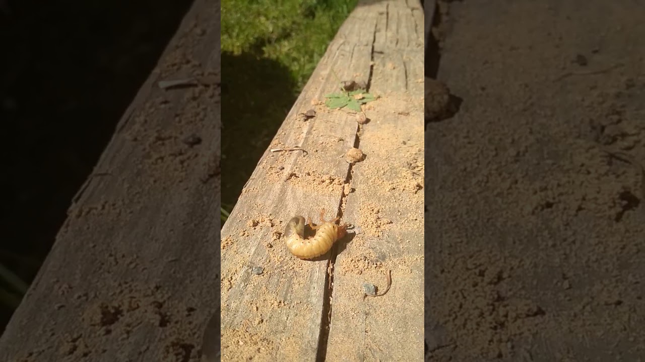 Larva chrousta - YouTube