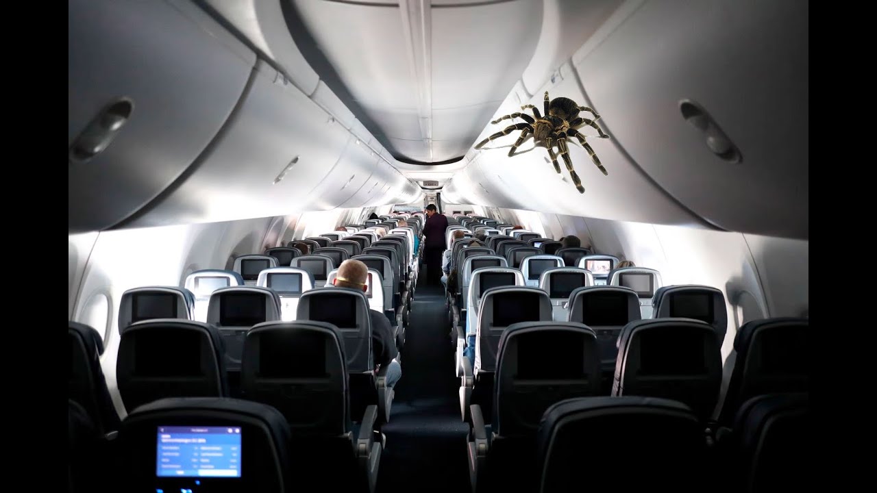 2024 😱Spiders On A Plane 😱 - YouTube