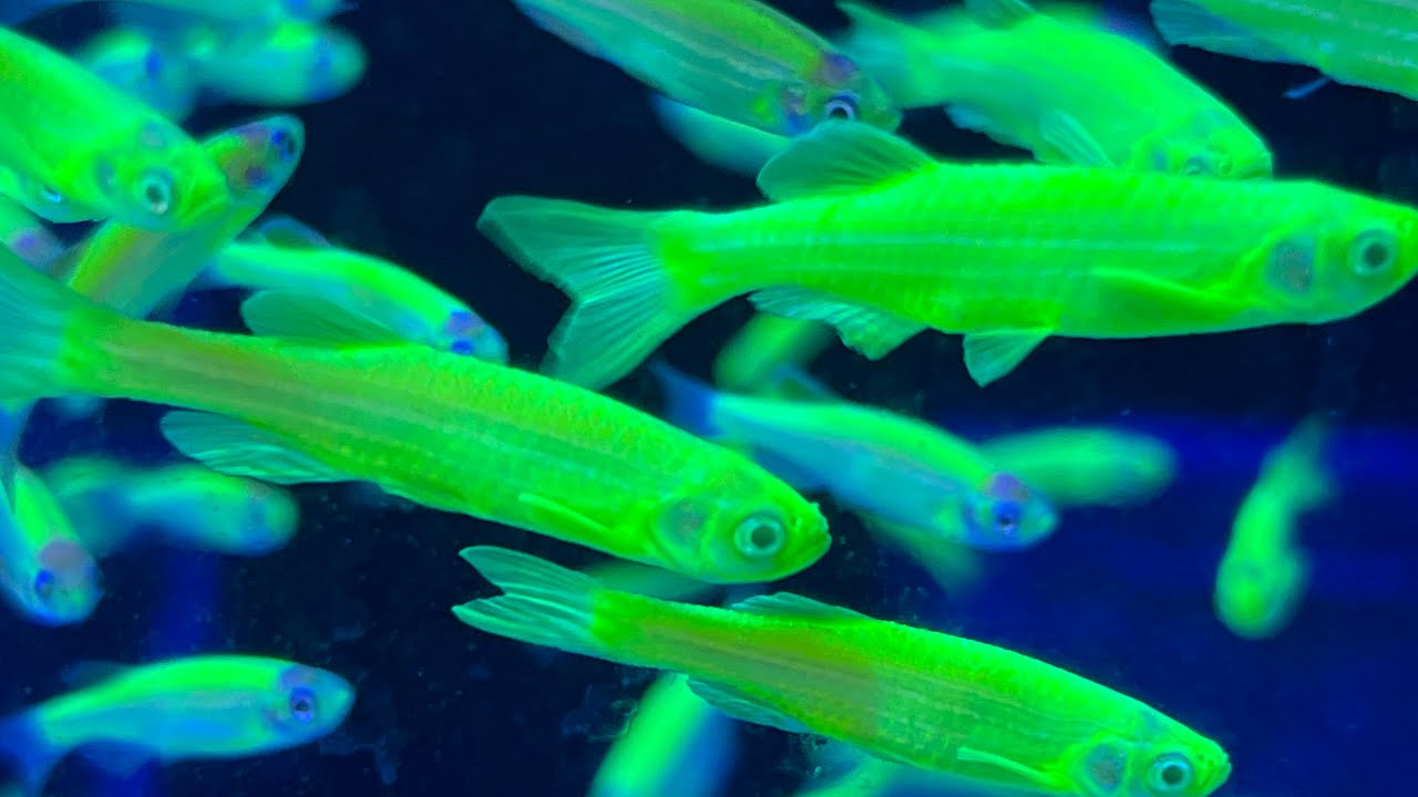 Lovely Neon Guppy Fish - YouTube