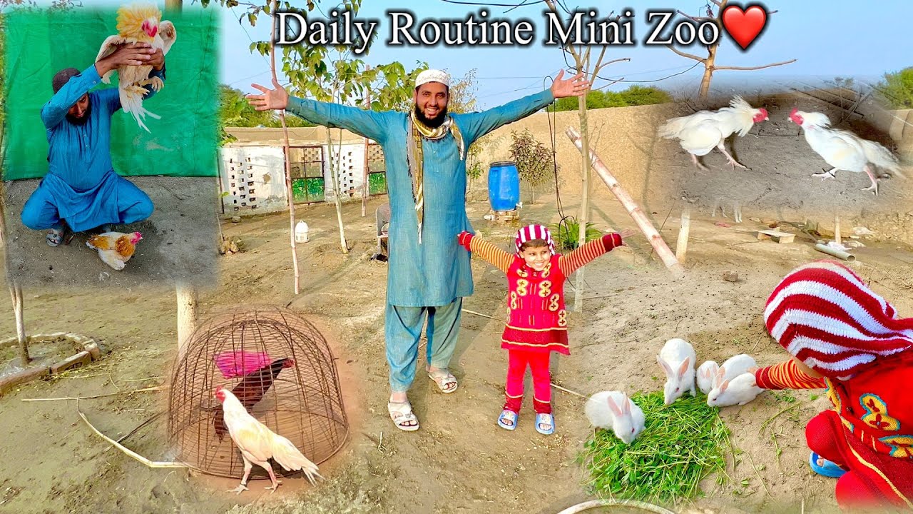 Daily Routine Mini Zoo ️ Rabbits 🐇 Phr Agye 🫣 - YouTube
