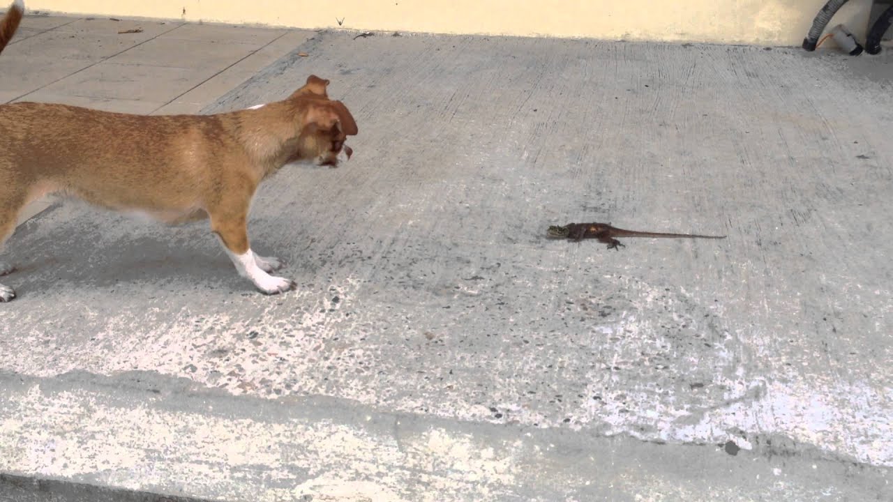 Funny- Lizard attacks dog, wimpy dog in Warri, Nigeria - YouTube