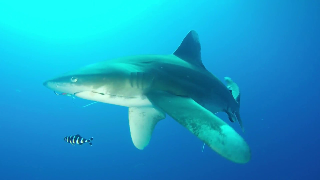 Red Sea - 2017 - YouTube