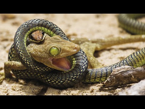 TOP Moments Snake Vs Lizard | What Happens??!! - YouTube