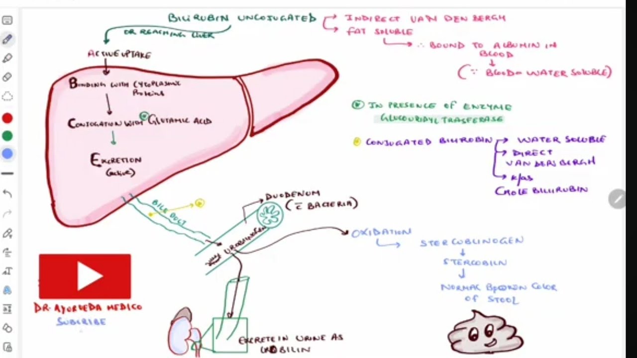 Metabolism Of Bilirubin Production And Excretion Health Medical