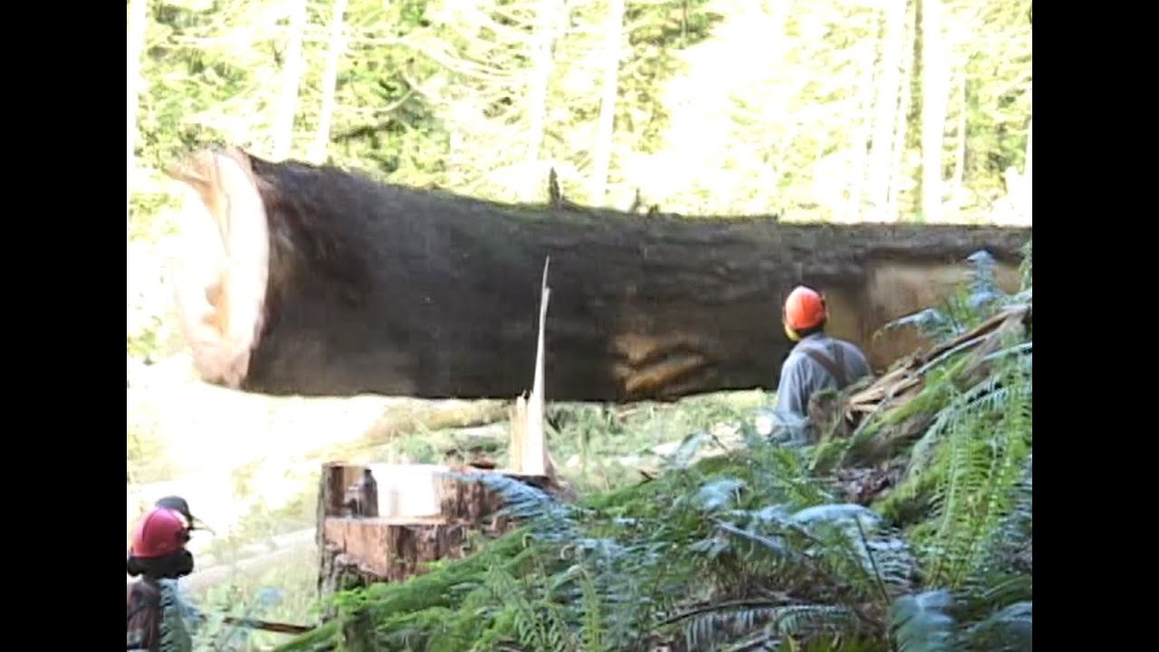 B.C. Tree Fallers - YouTube