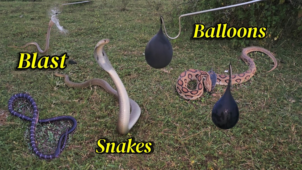 Snakes Balloons Blast. Full Entertainment - YouTube